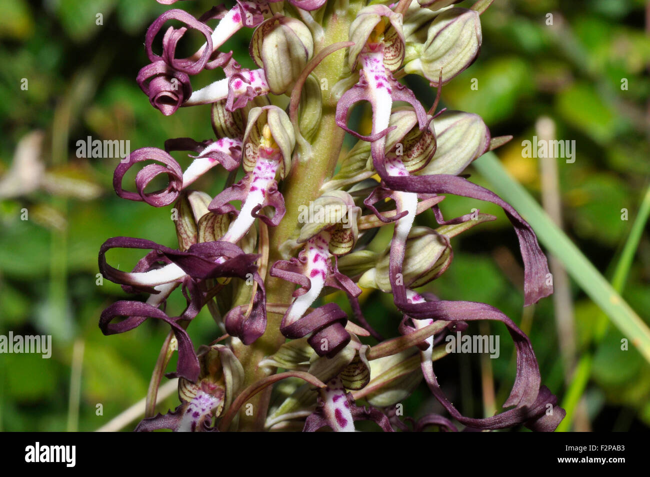 Lizard Orchid, Himantoglossum hircinum,on sand dunes in Somerset.UK ...
