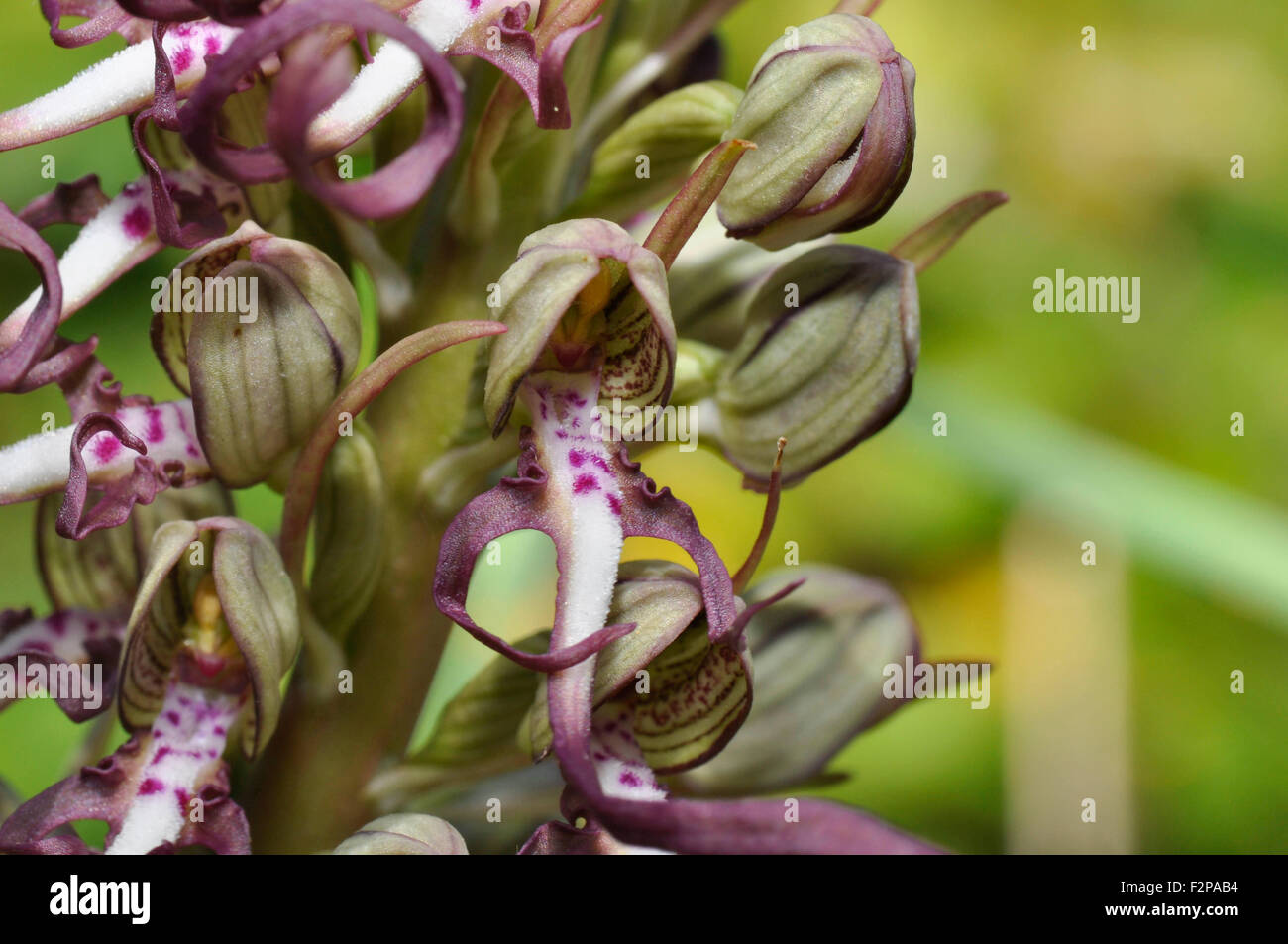 Lizard Orchid, Himantoglossum hircinum,on sand dunes in Somerset.UK ...