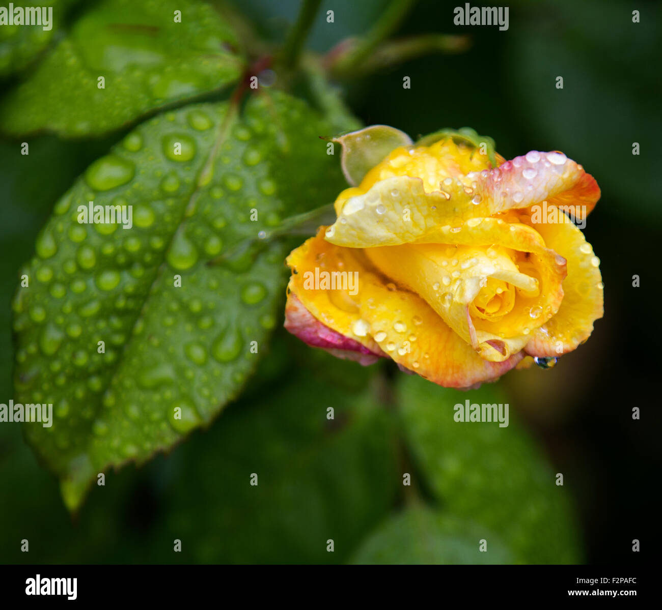 Yellow rose with raindrops hi-res stock photography and images - Alamy