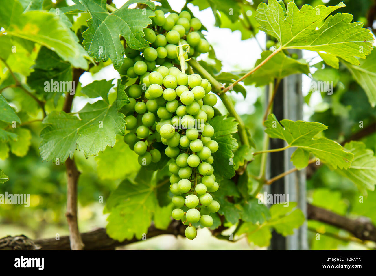 Green grapes on field hi-res stock photography and images - Alamy
