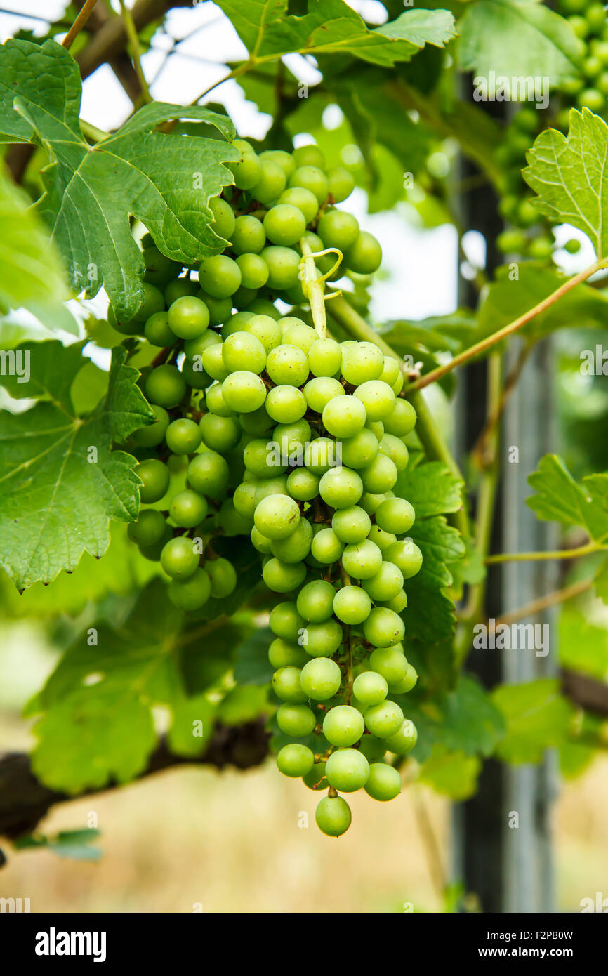 Grapes on the tree in the garden Stock Photo - Alamy