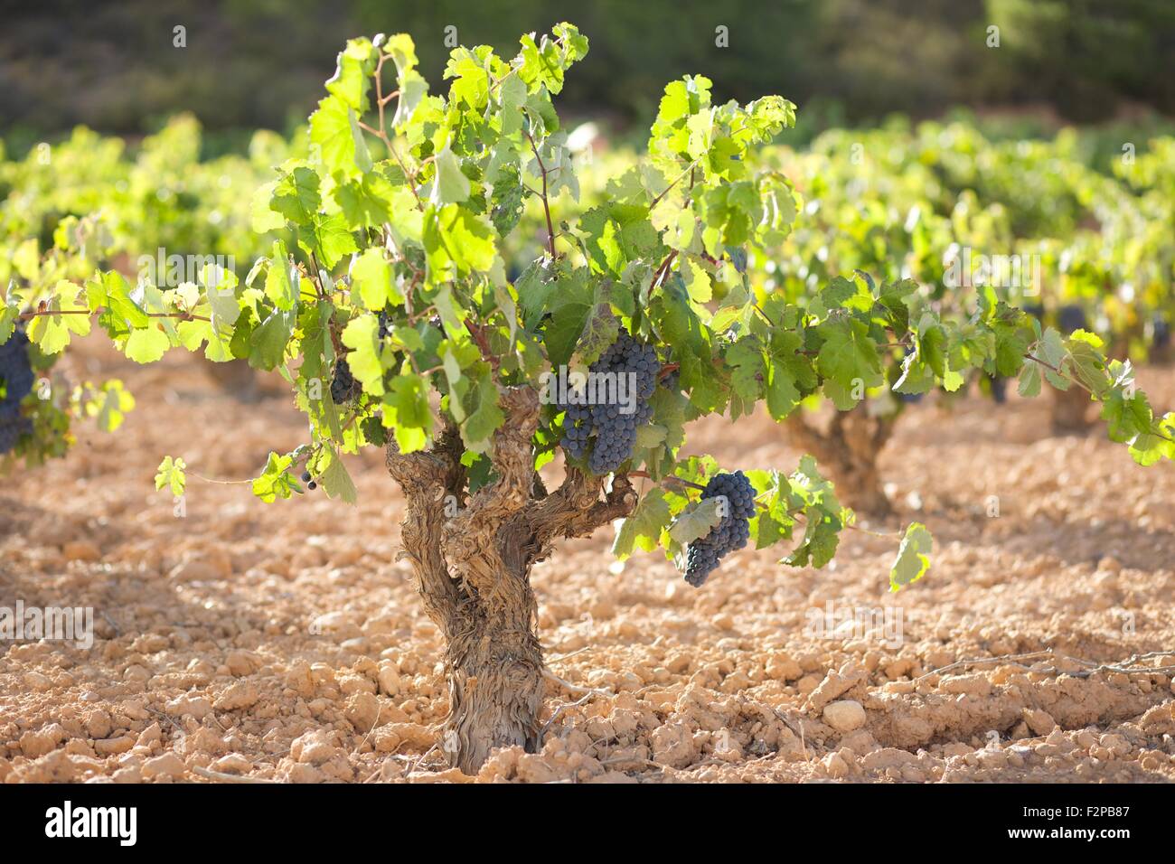 Vineyard spain hi-res stock photography and images - Alamy