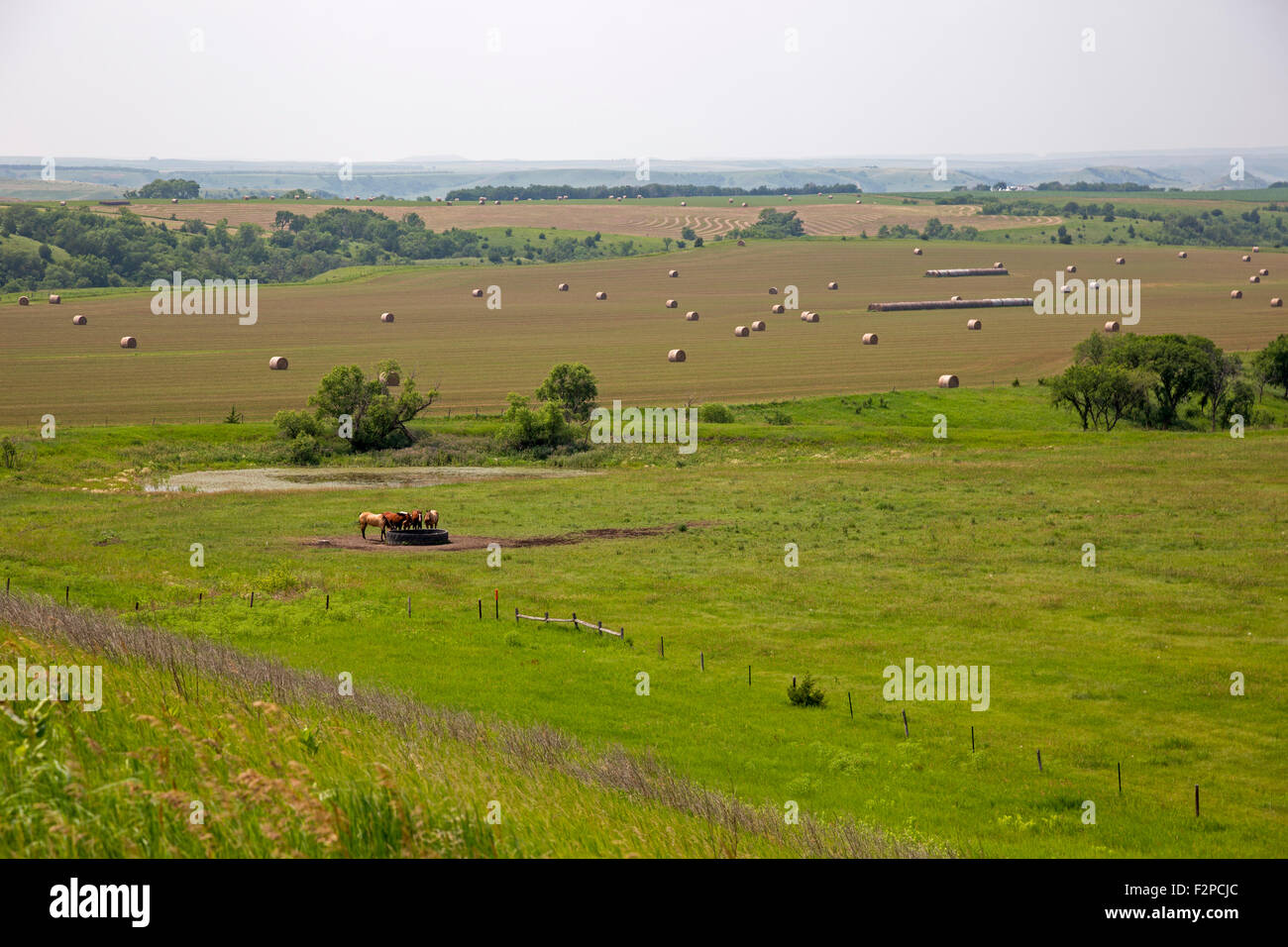 Gregory County, South Dakota - Horses drink at a water tank Stock Photo ...