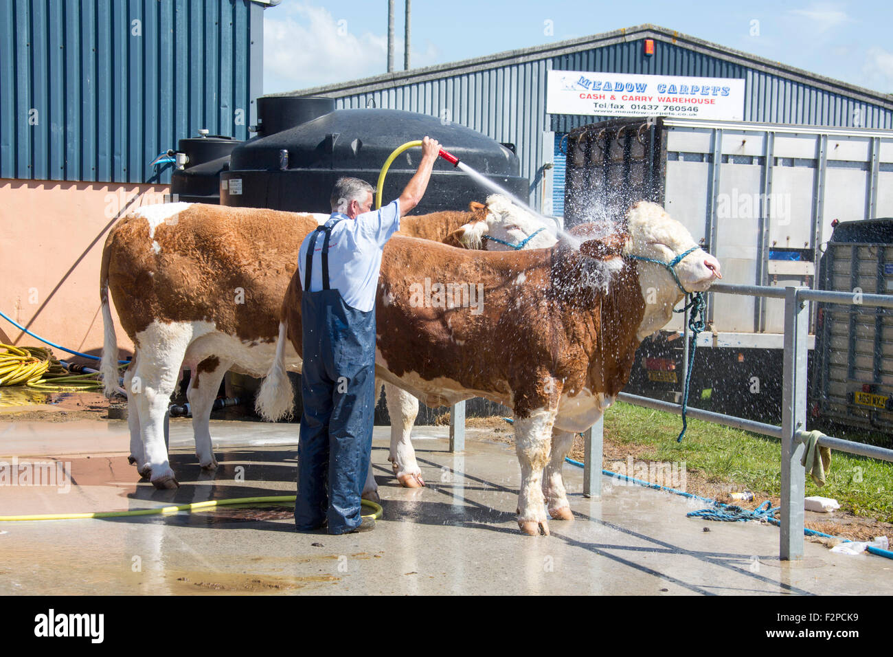 Hose cattle hi-res stock photography and images - Alamy