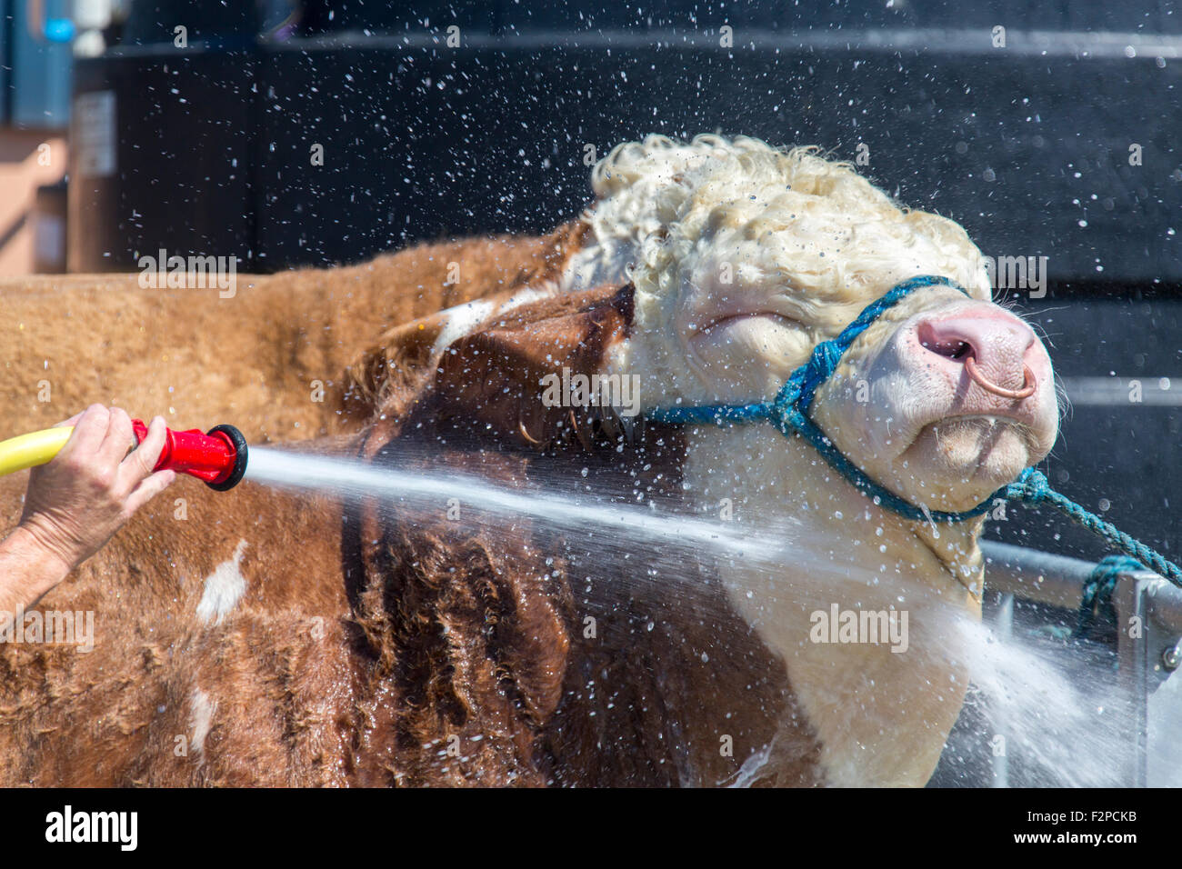 Bull cattle being washed with water hose Stock Photo - Alamy