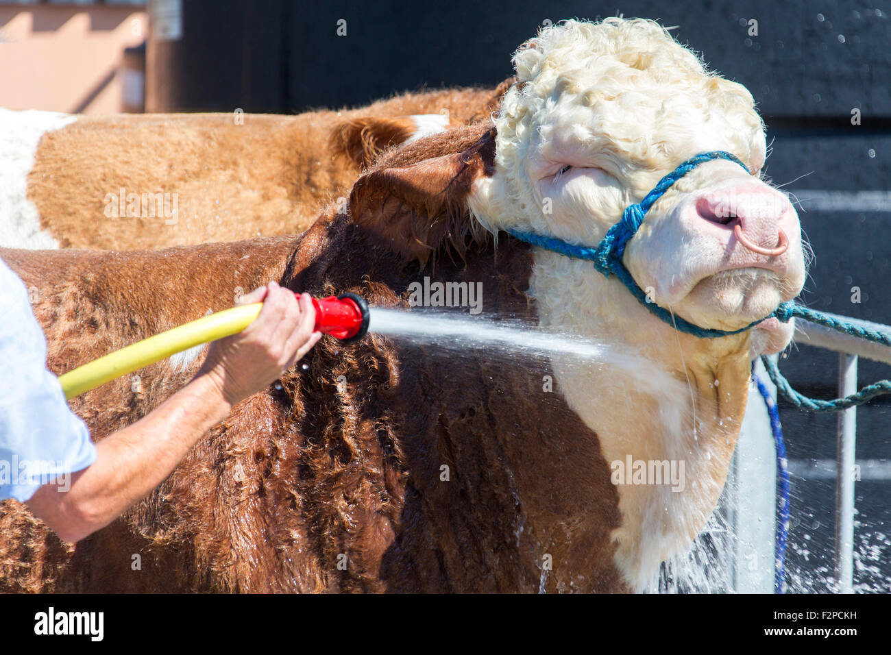 Cattle Wash Stock Photos & Cattle Wash Stock Images - Alamy