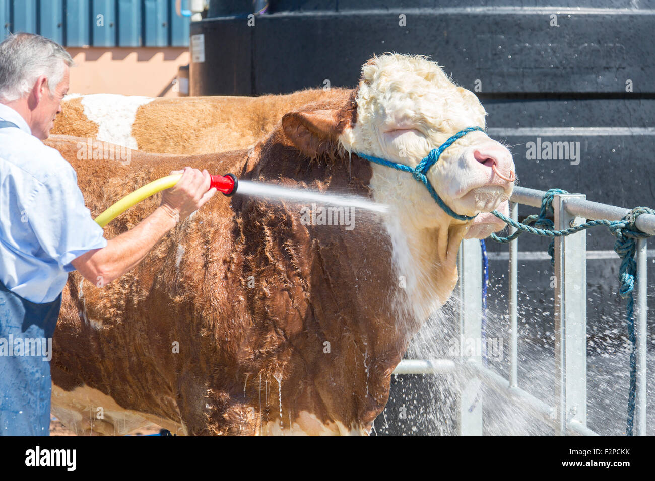 Hose cattle hi-res stock photography and images - Alamy