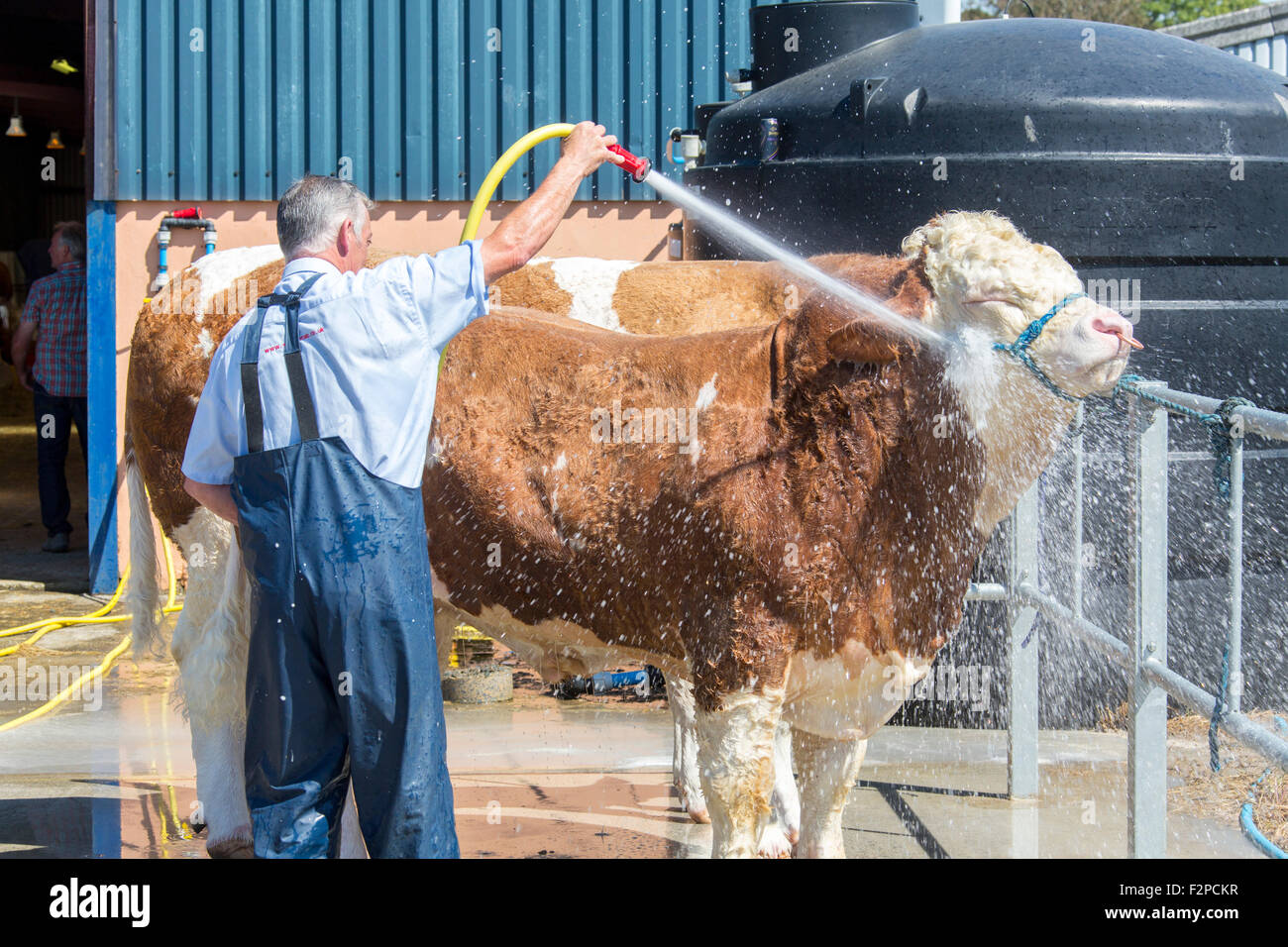 Bull cattle being washed with water hose Stock Photo - Alamy