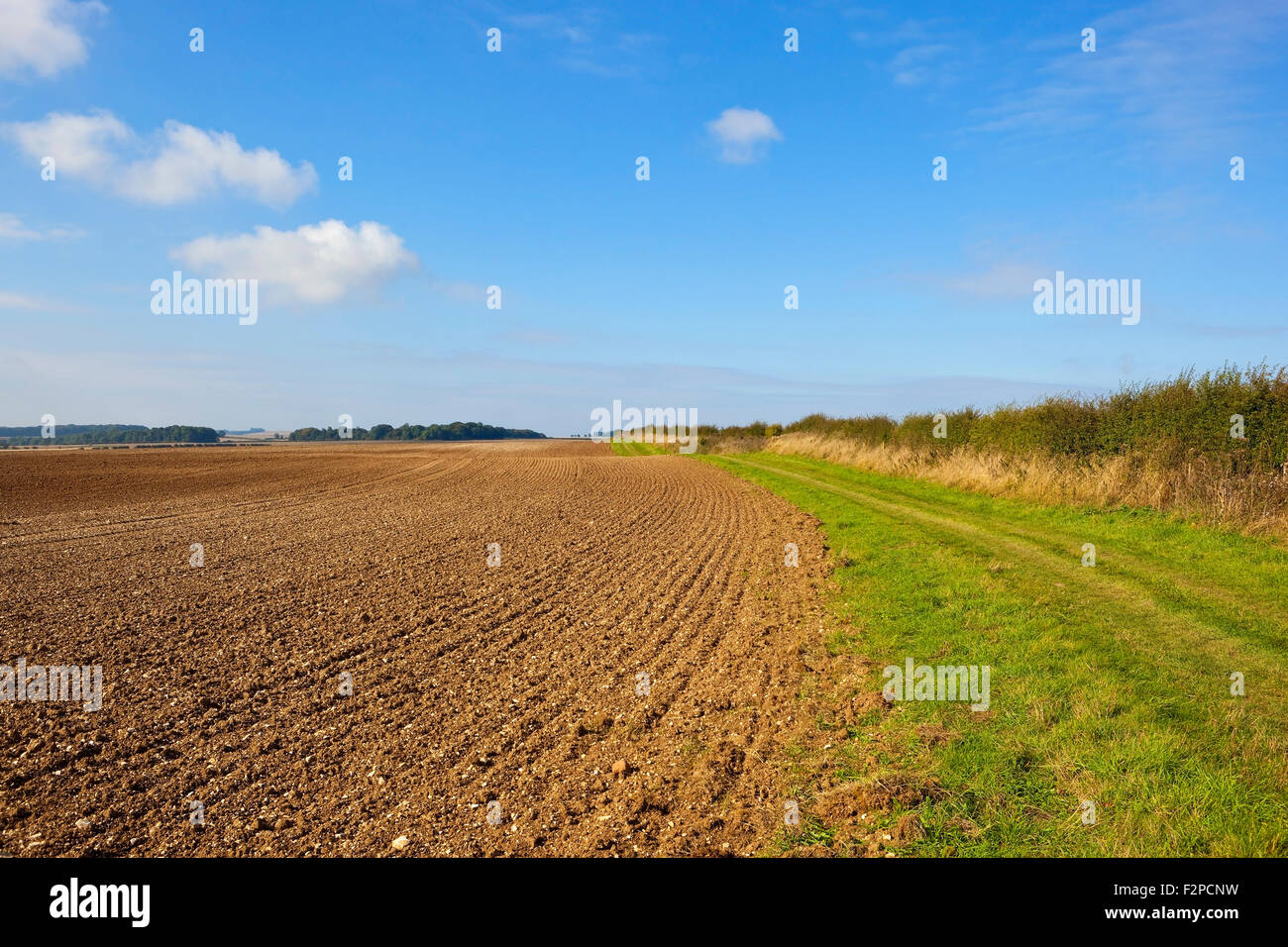Cultivated fields and Hawthorn hedgerows by the Minster way public ...