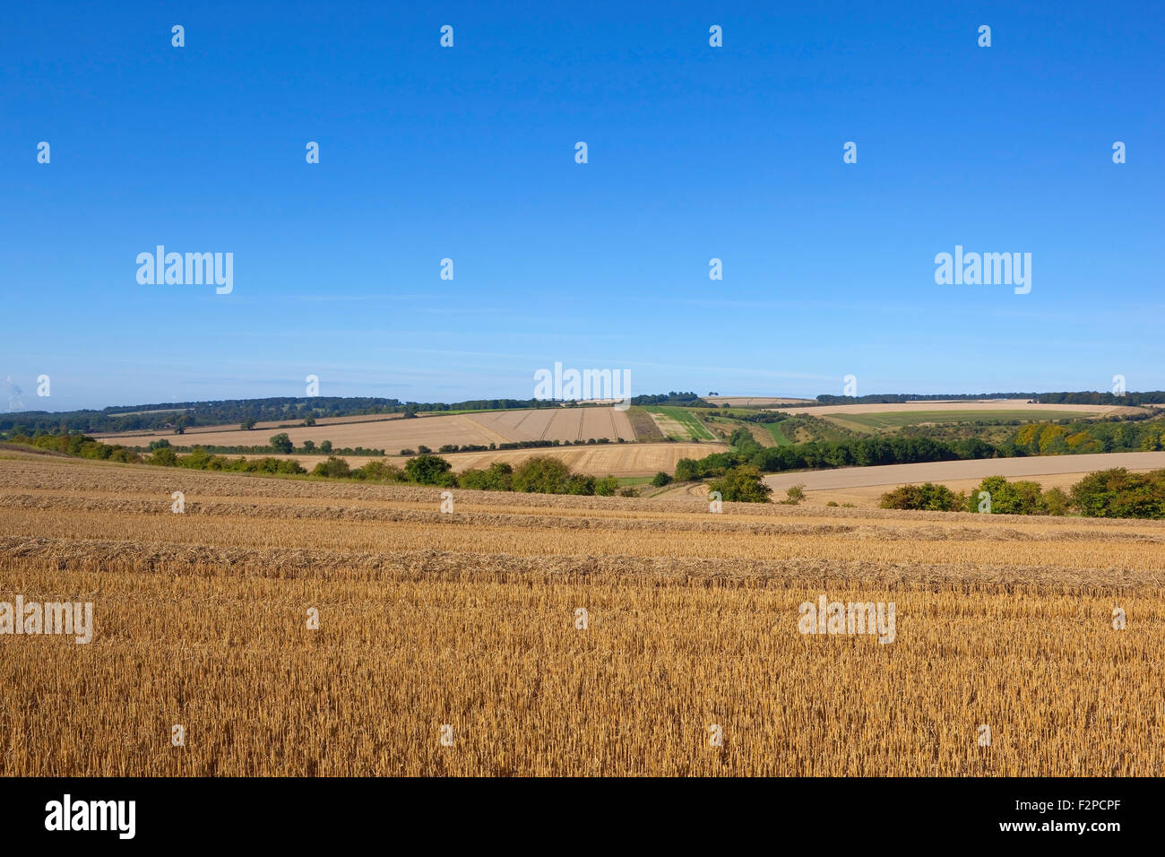 Golden wheat fields at harvest time in the Yorkshire wolds england ...