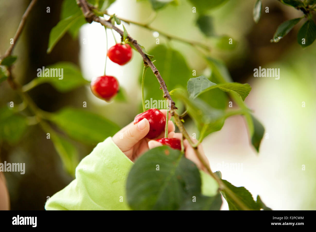 Hand with cherry hi-res stock photography and images - Alamy