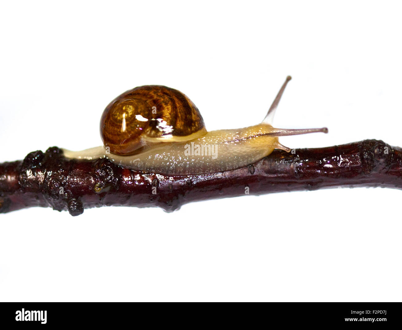 Cornu aspersum snail hi-res stock photography and images - Alamy
