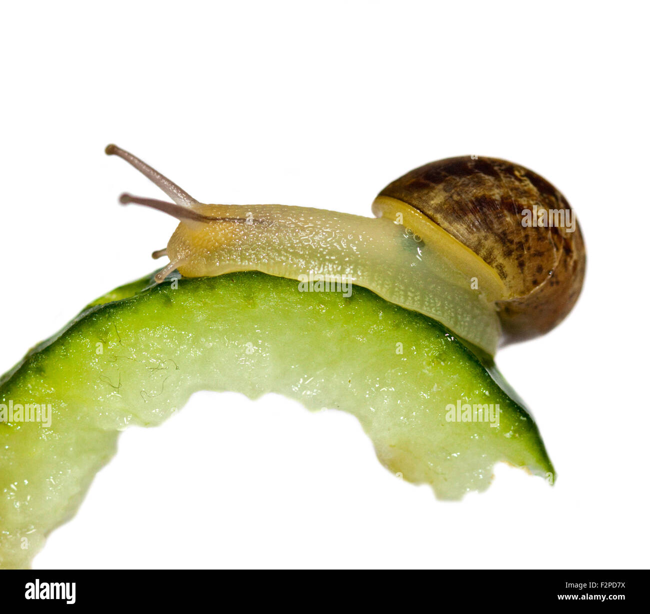 Baby Garden Snail (helix aspersa/cornu aspersum) 30 days old on ...