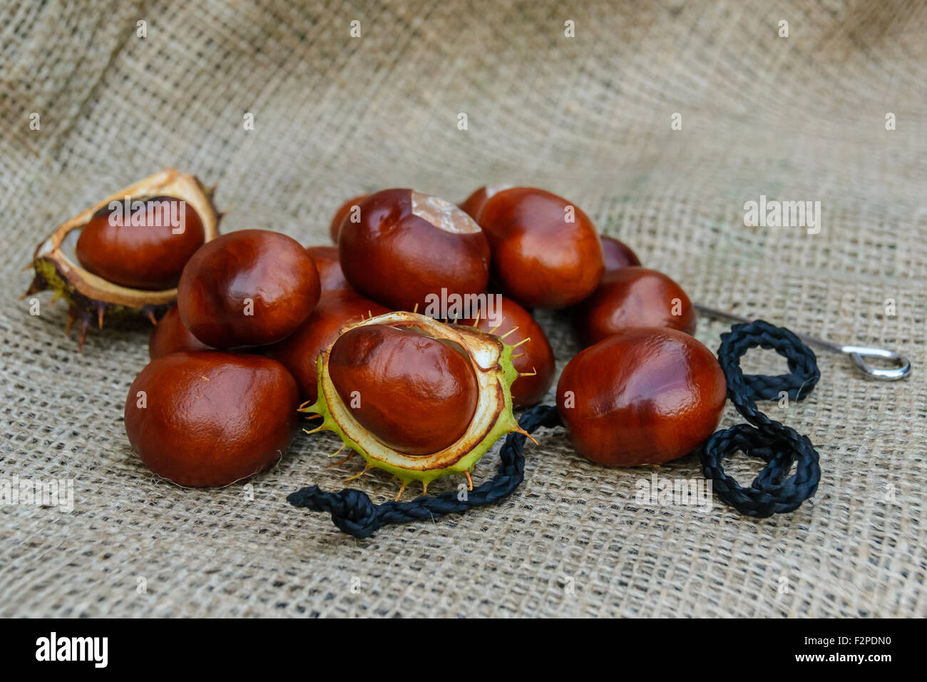 Conkers Game Stock Photos & Conkers Game Stock Images - Alamy