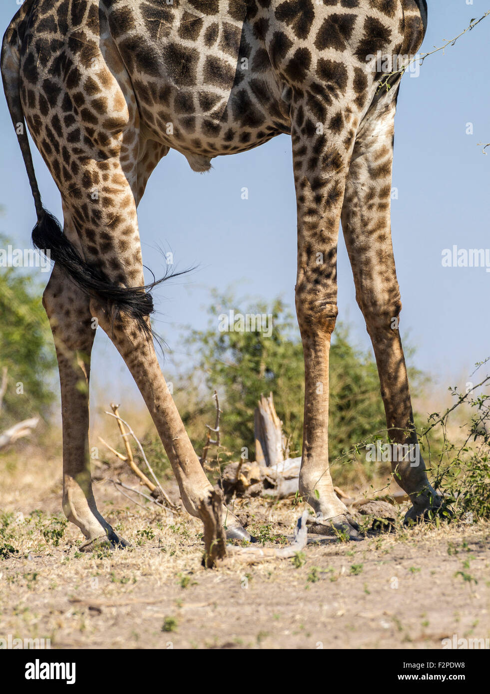 Giraffe legs hi-res stock photography and images - Alamy