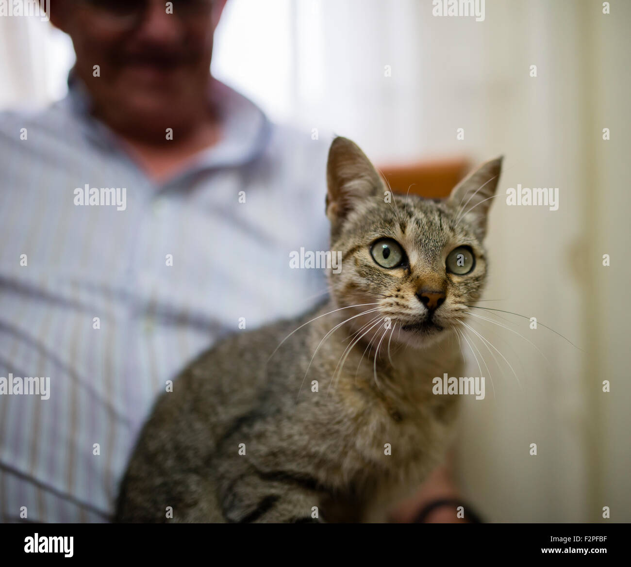 Man cat on lap sitting hi-res stock photography and images - Alamy