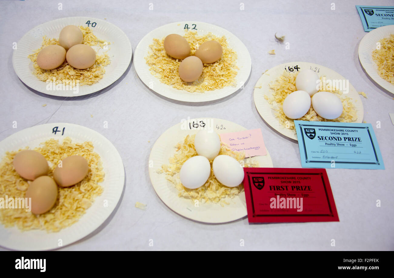 Poultry eggs displayed for competition at agricultural county show ...