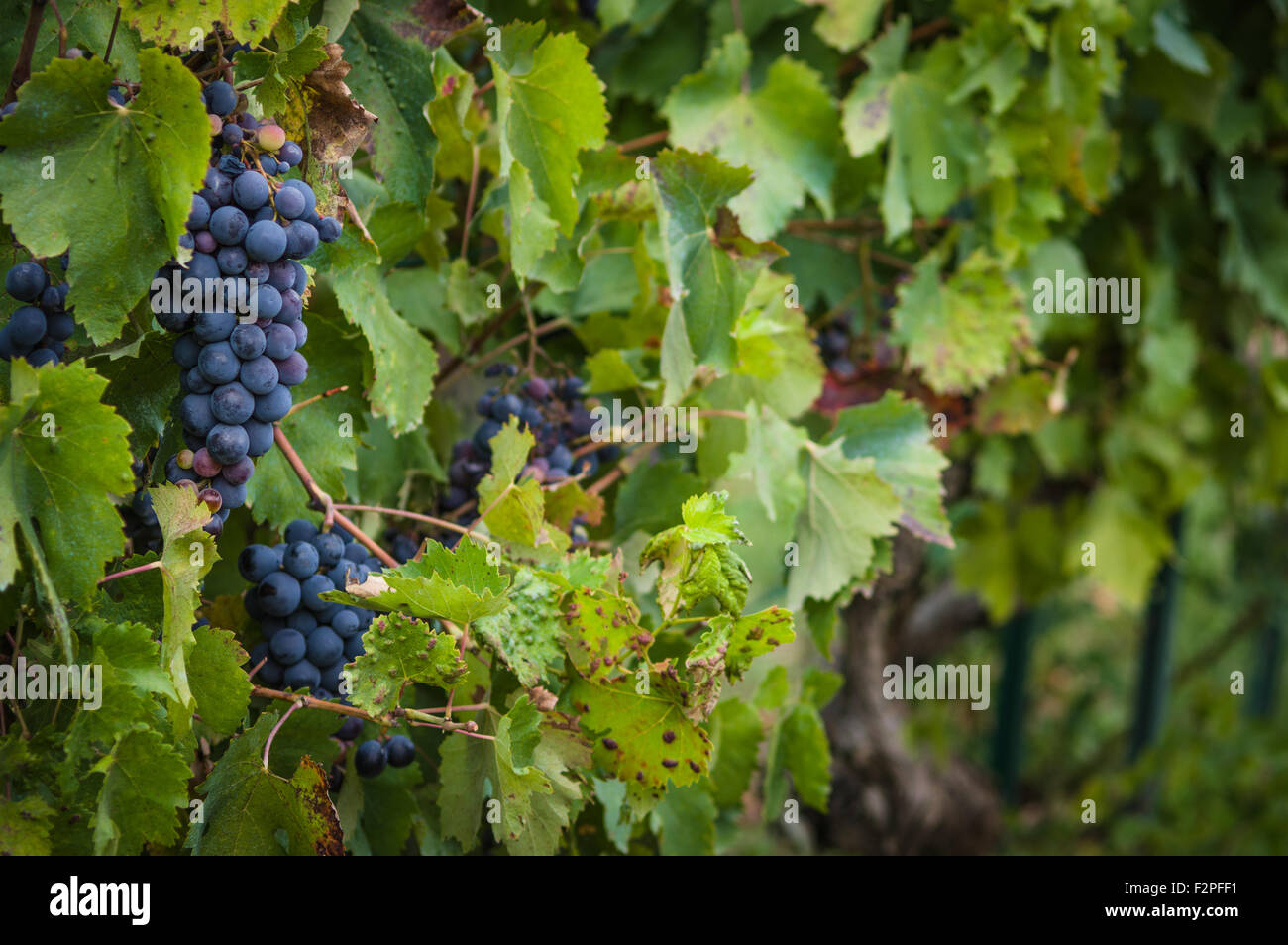 Vine branch drink fruit grapes vineyard wine winery hi-res stock ...