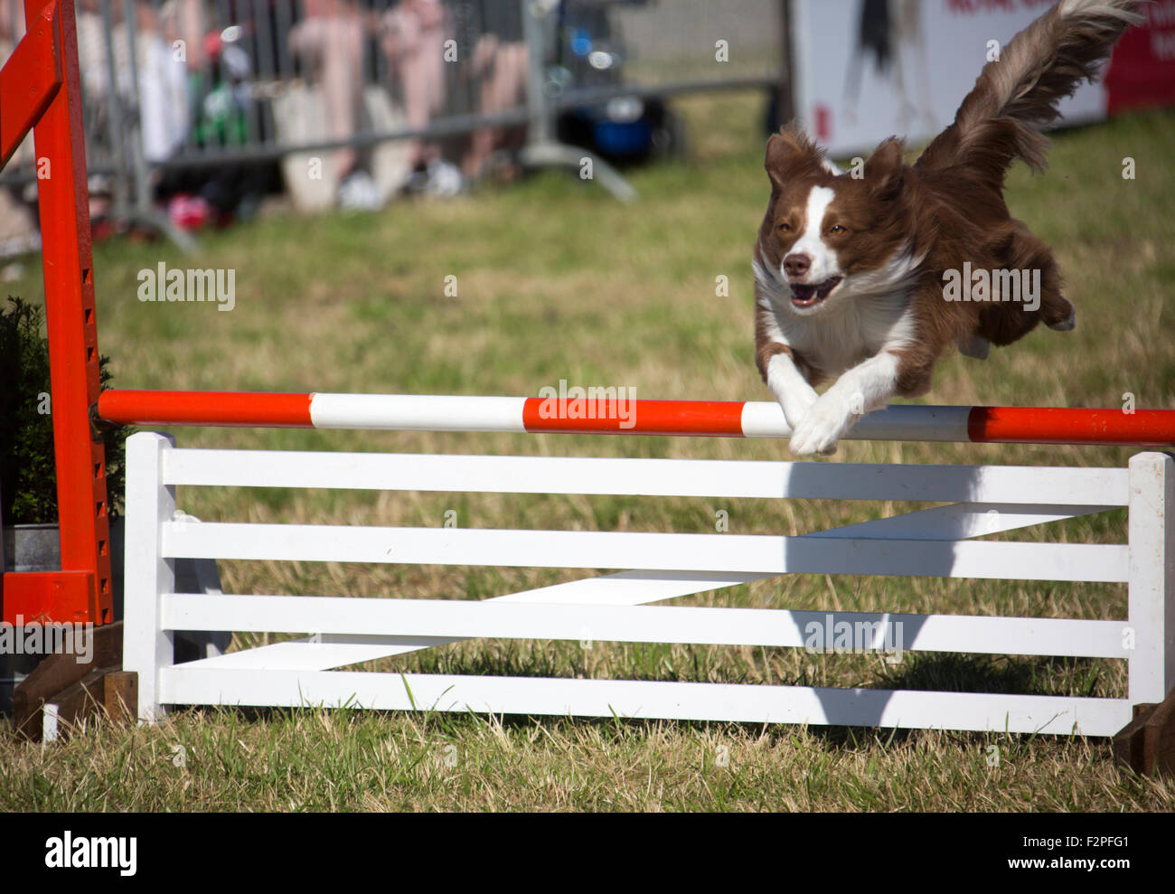 Show jumping fence hi-res stock photography and images - Alamy