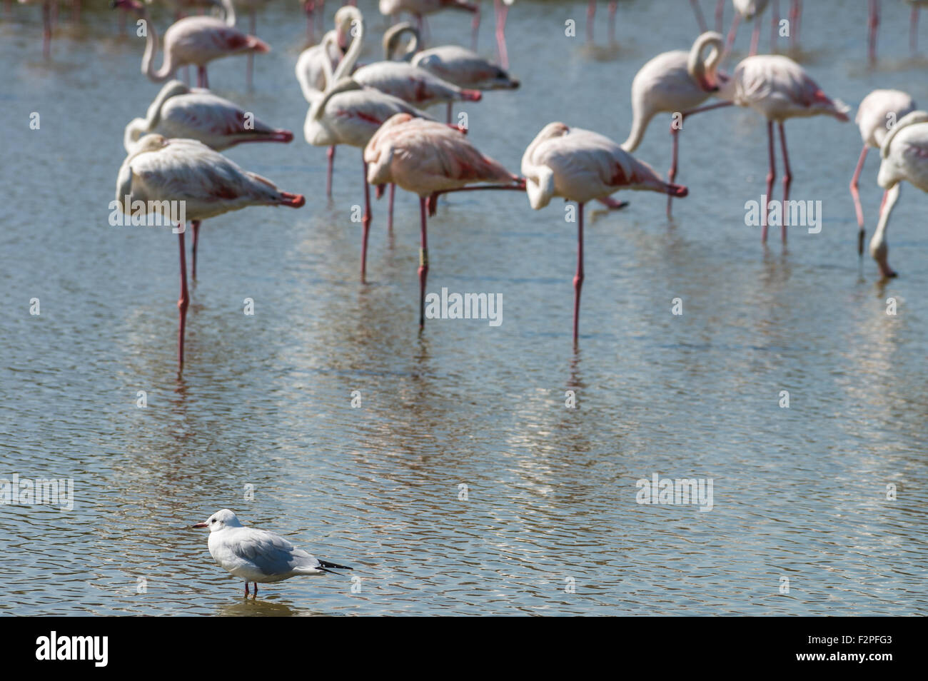 Pink big bird Greater Flamingo (Phoenicopterus ruber) in the water ...