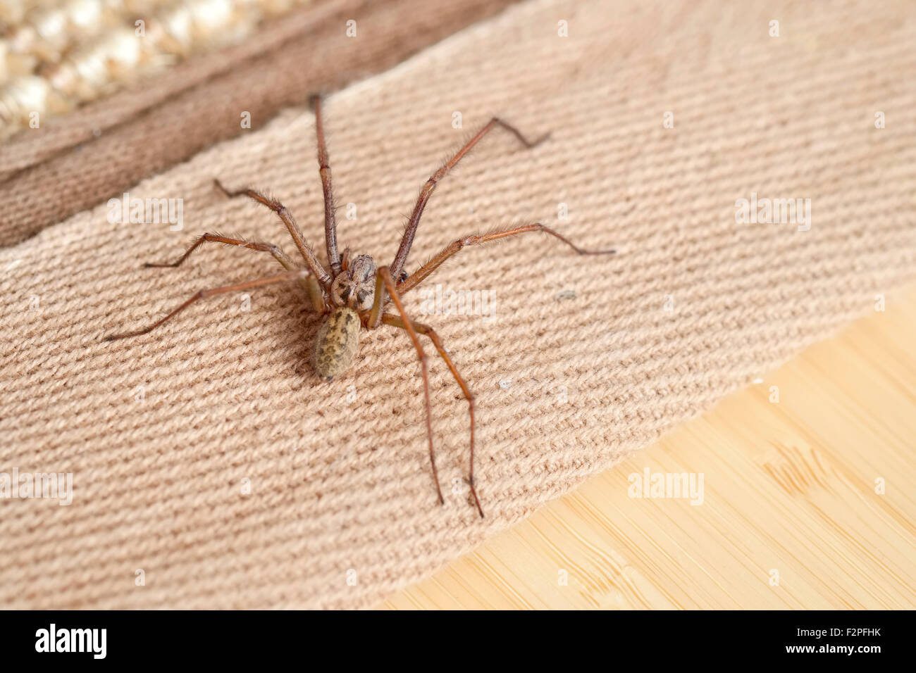 House Spider Tegenaria gigantea on Edge of Carpet Stock Photo - Alamy