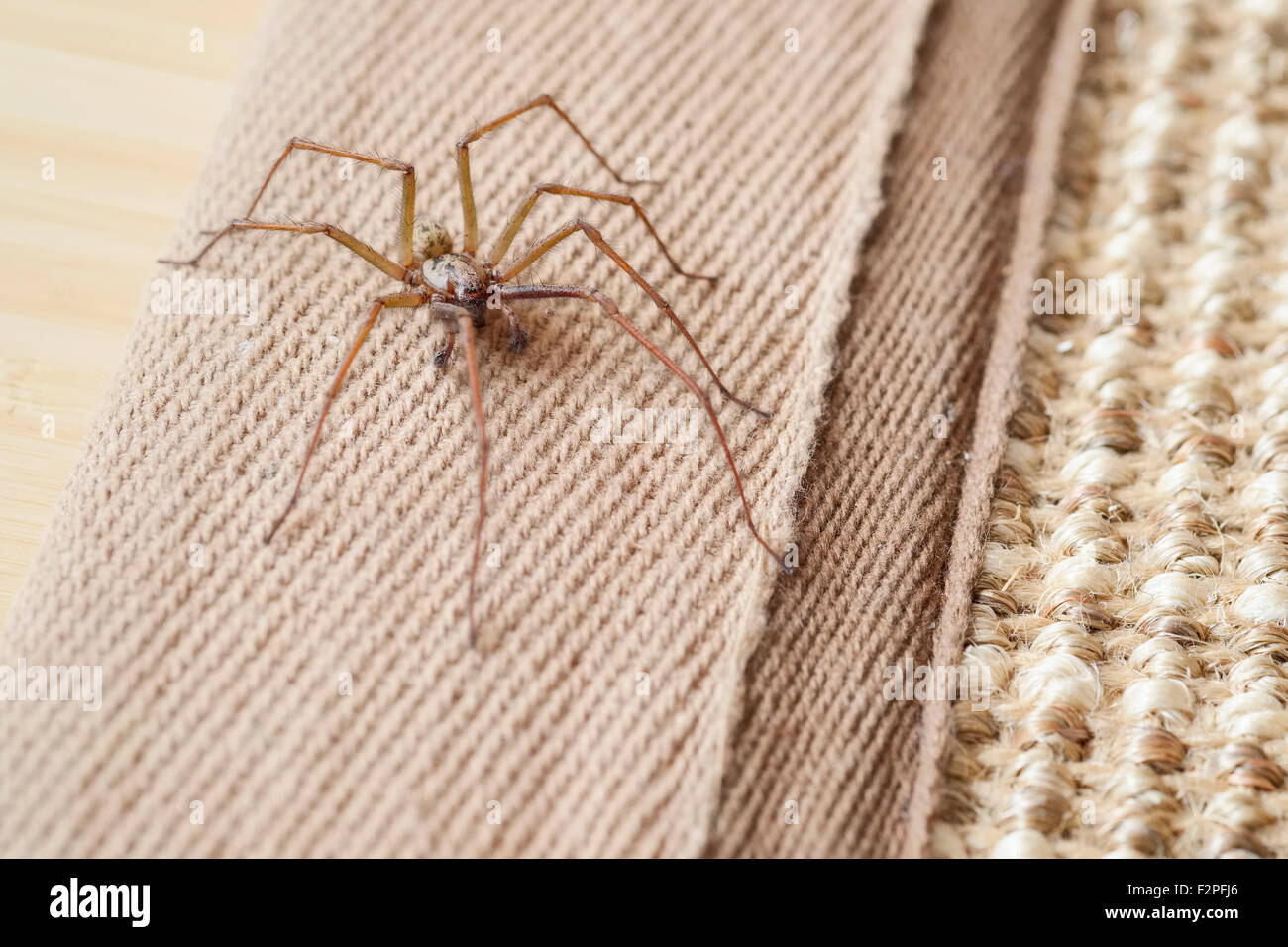 House Spider Tegenaria gigantea on Edge of Carpet Stock Photo - Alamy