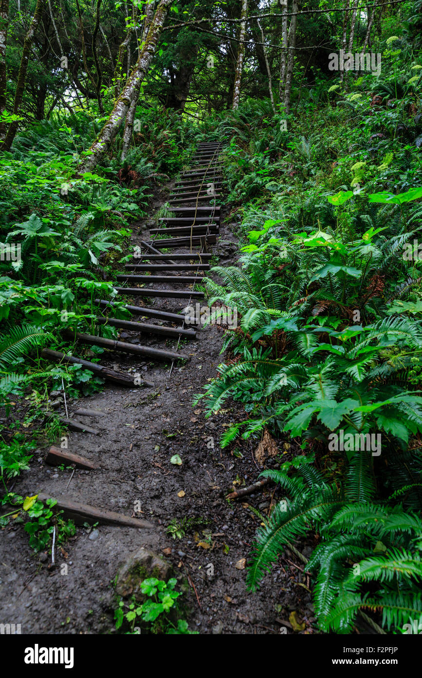 Ladder ascends steep trail in lush wilderness Stock Photo - Alamy