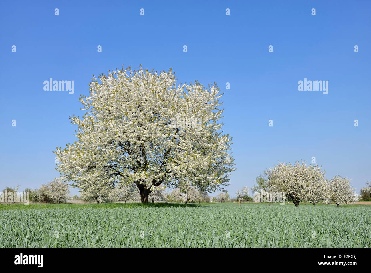 Cherry blossom black forest hi-res stock photography and images - Alamy