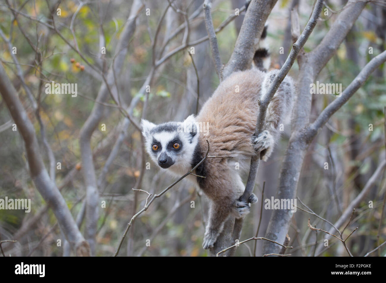 Lemur climbing on tree at anja reserve hi-res stock photography and ...