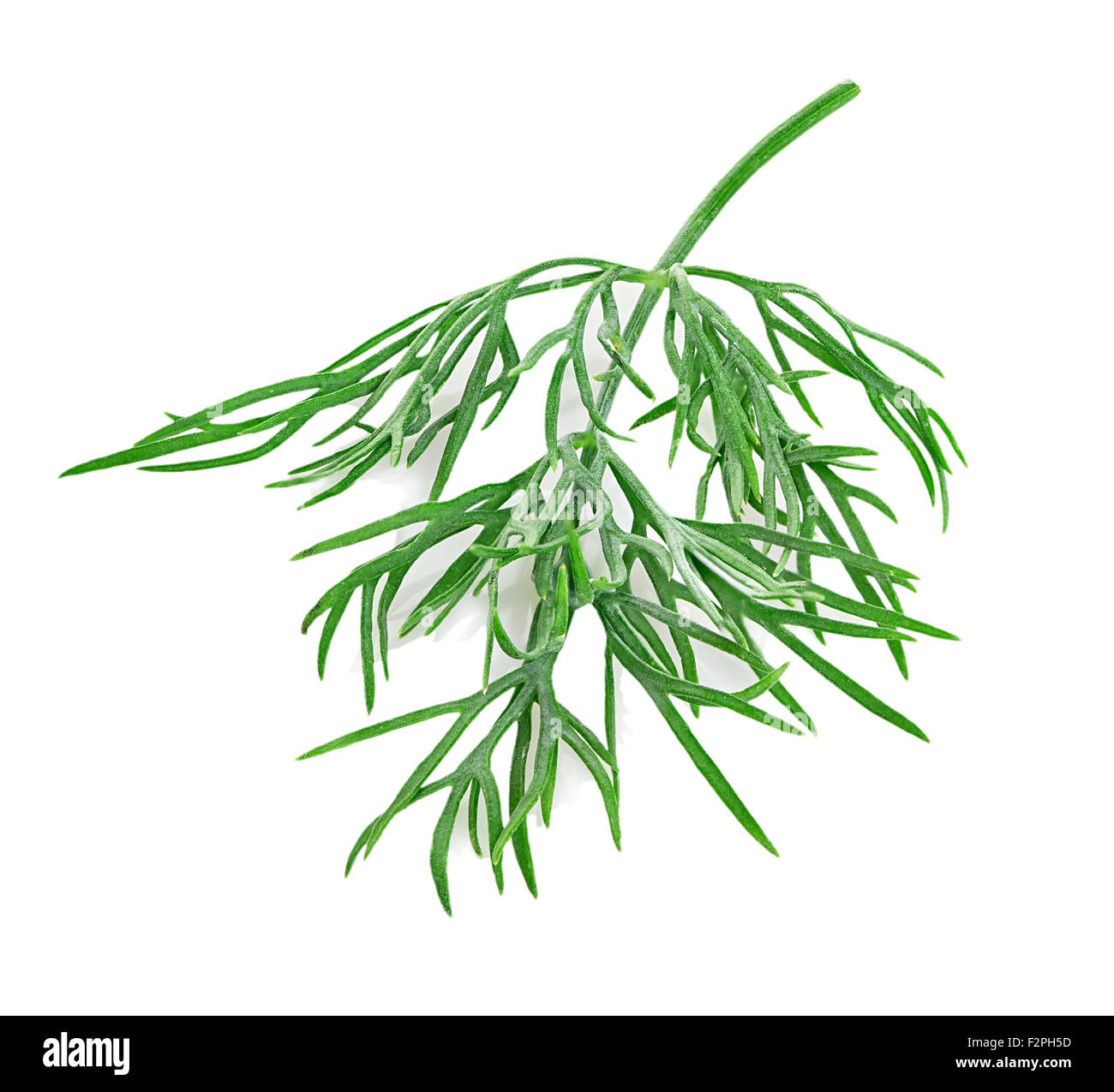dill isolated on white background Stock Photo - Alamy