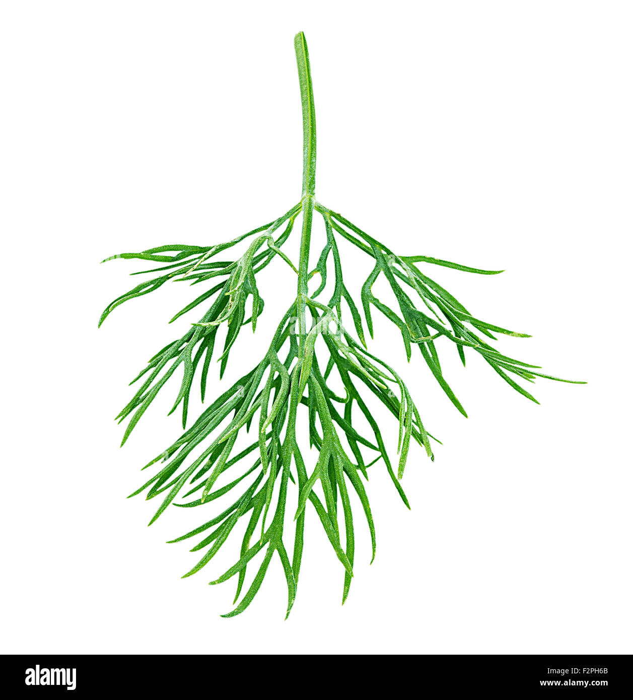 Dill branch isolated on Cut Out Stock Images & Pictures - Alamy