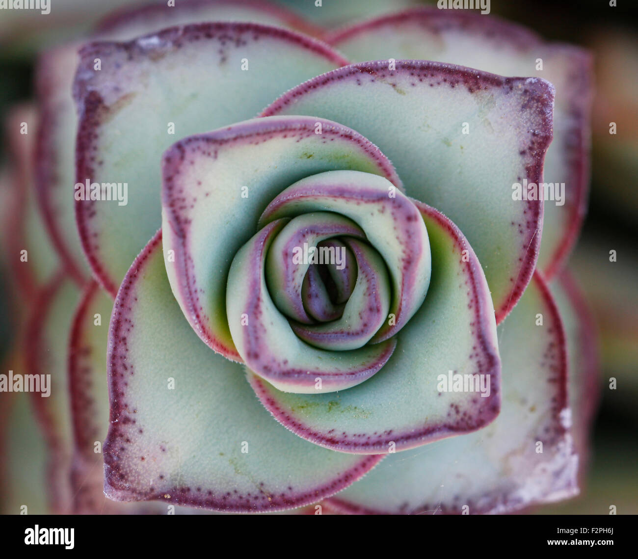 Macro succulent plant, with purple tones Stock Photo - Alamy