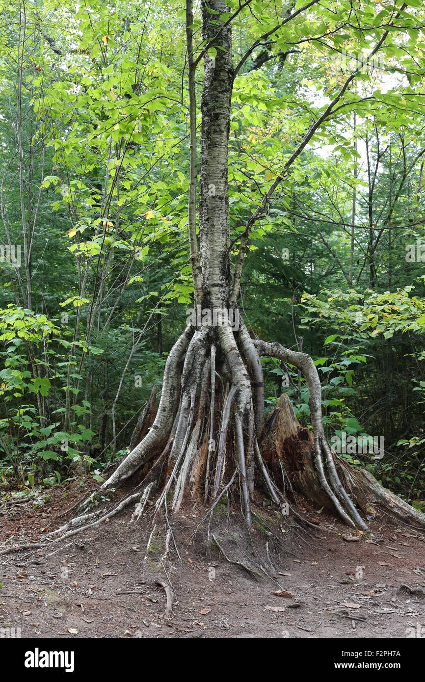 Scary roots hi-res stock photography and images - Alamy