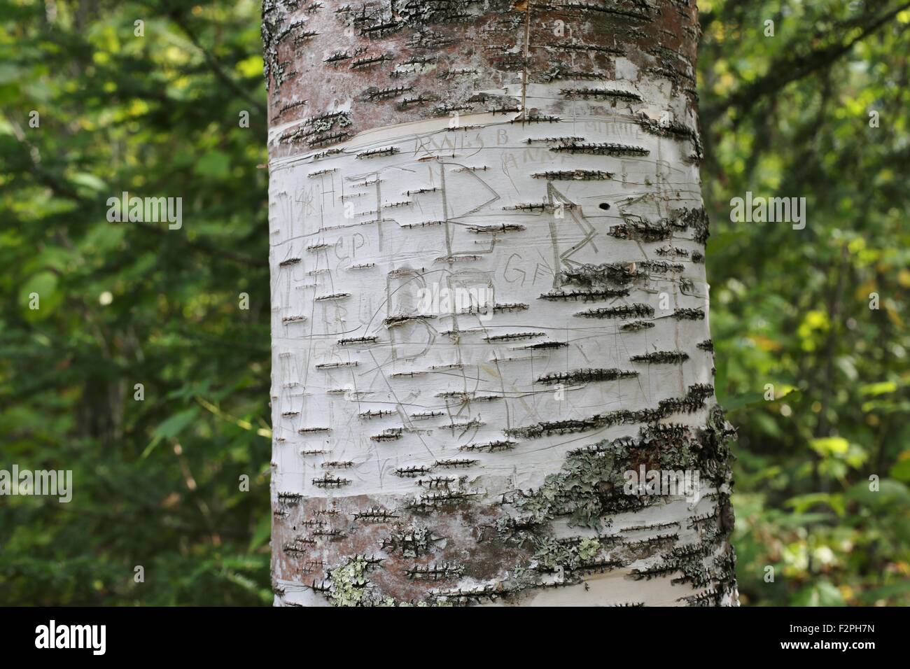 Heart Carved In Birch Tree
