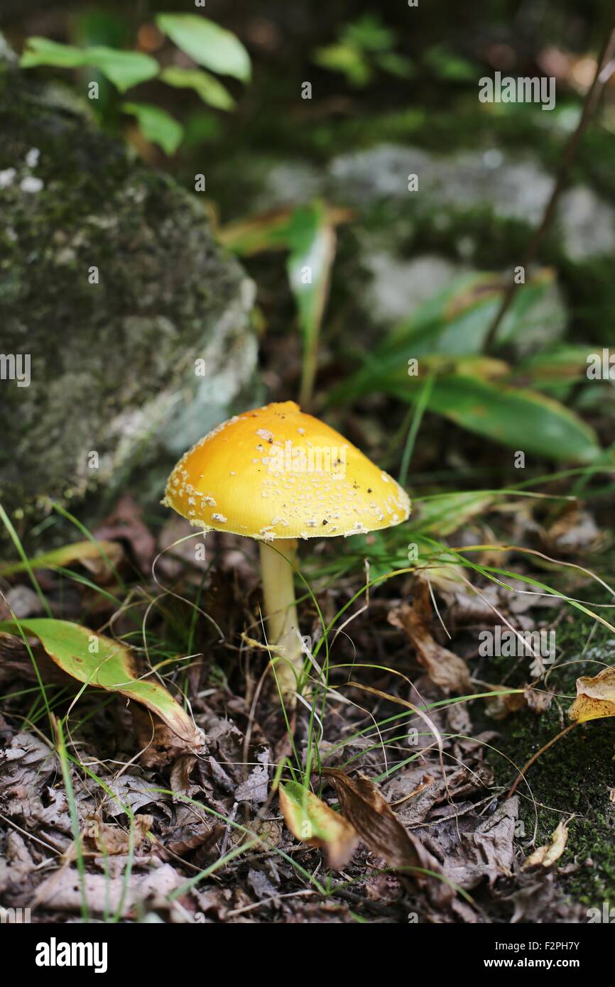 Bright Yellow Mushrooms