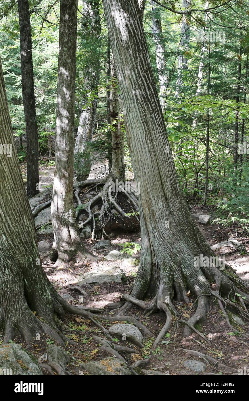 Trees growing with exposed roots on a hiking trail in Superior National ...