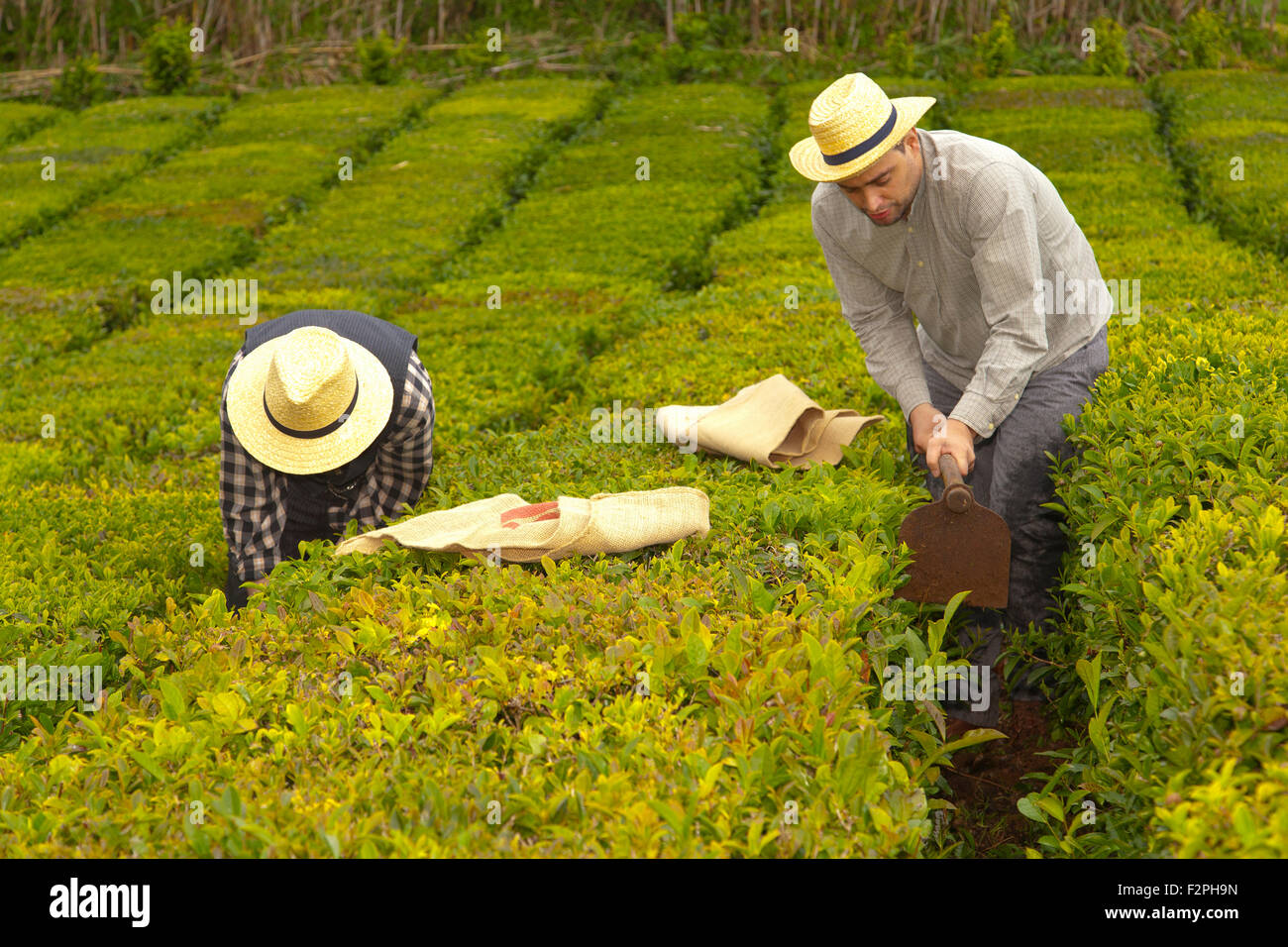 Azorean hi-res stock photography and images - Alamy