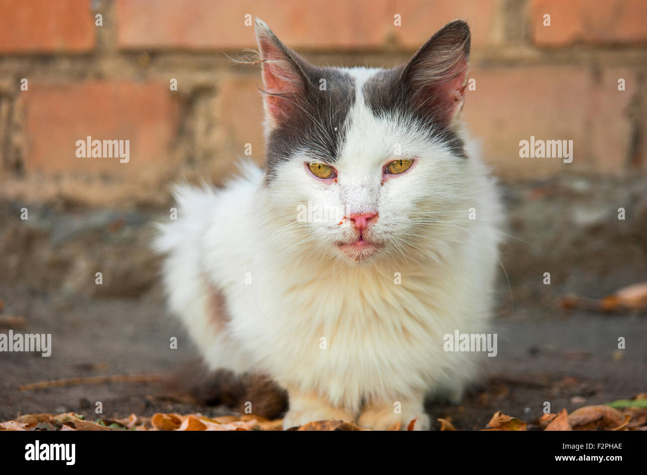Front view of homeless cat Stock Photo - Alamy