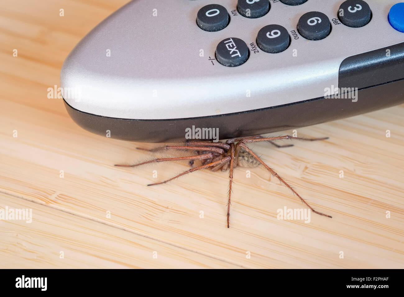 Spider hiding house hi-res stock photography and images - Alamy