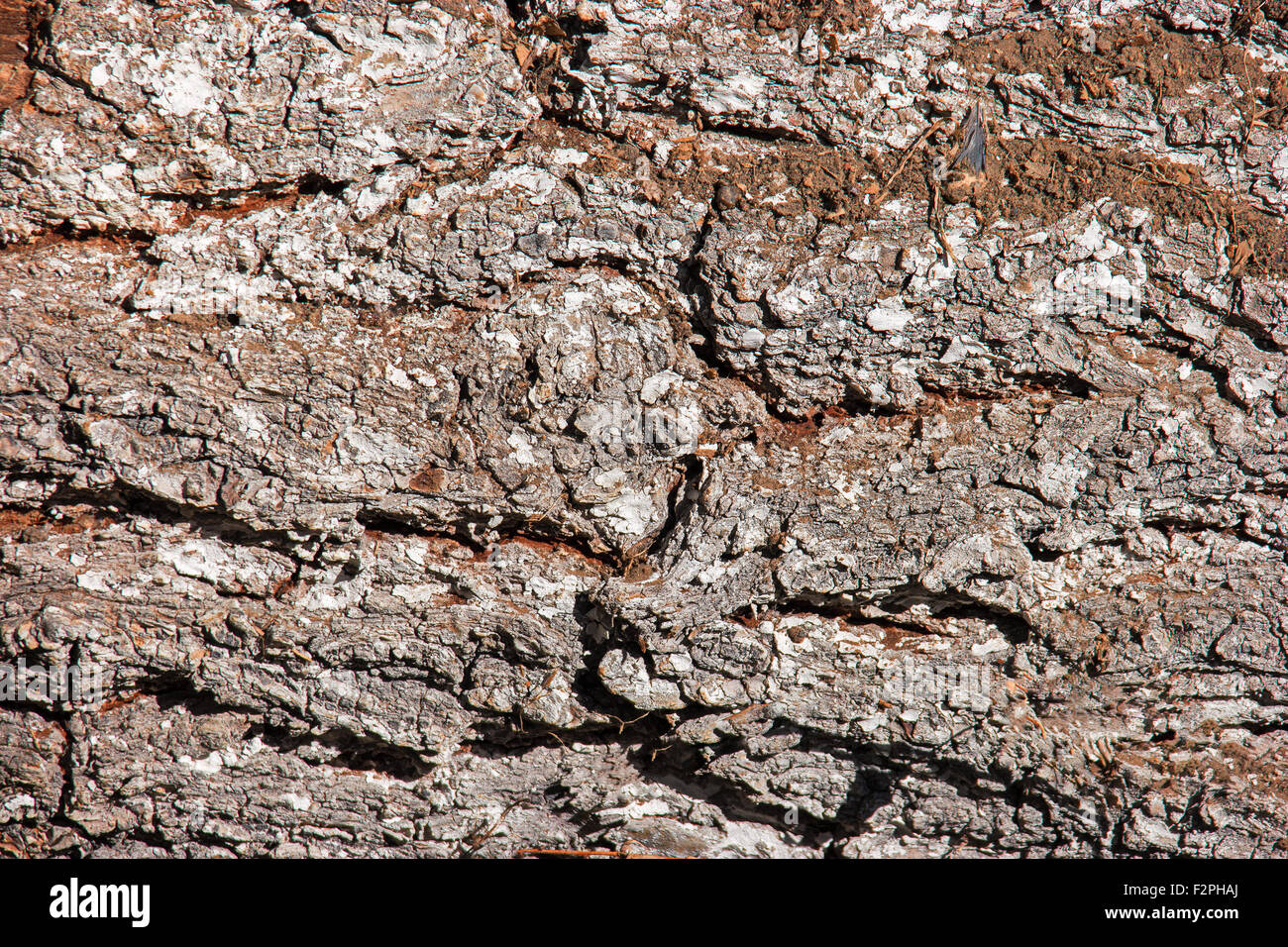 Tree bark texture wallpaper macro Stock Photo - Alamy
