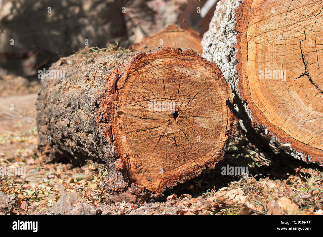 Firewood, closeup photo of birch chocks Stock Photo - Alamy