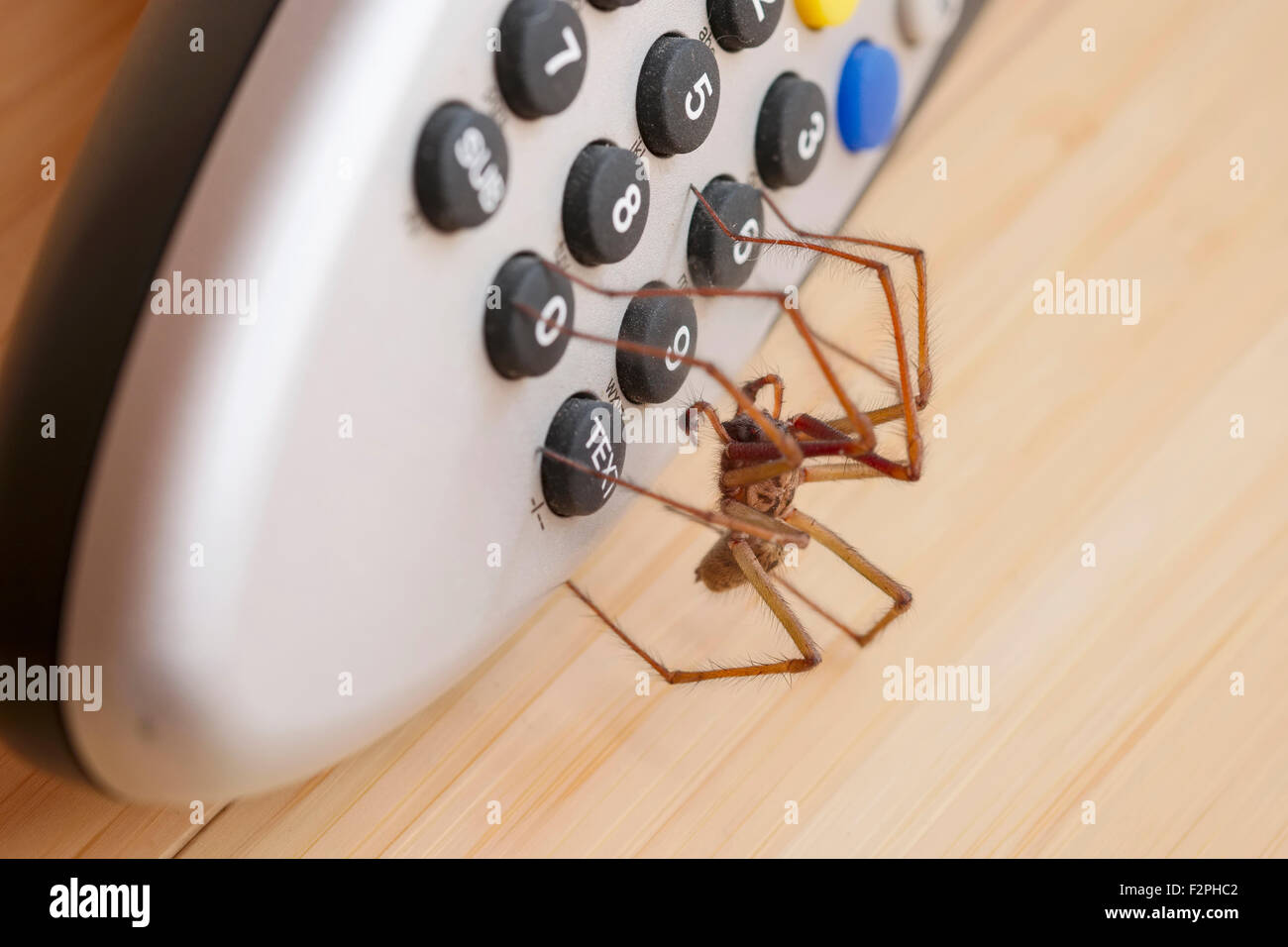Spider control hi-res stock photography and images - Alamy