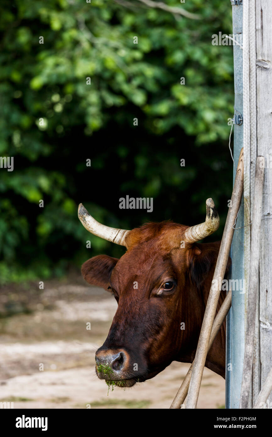 Old breed of cattle hi-res stock photography and images - Alamy