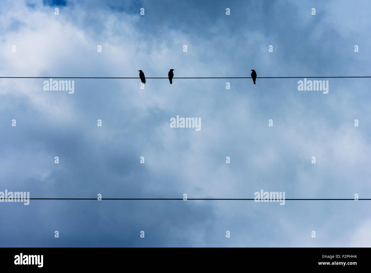 Crows and power hi-res stock photography and images - Alamy
