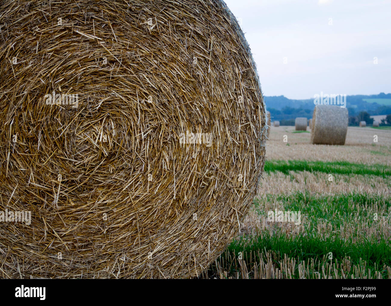 hay bales in field Stock Photo - Alamy