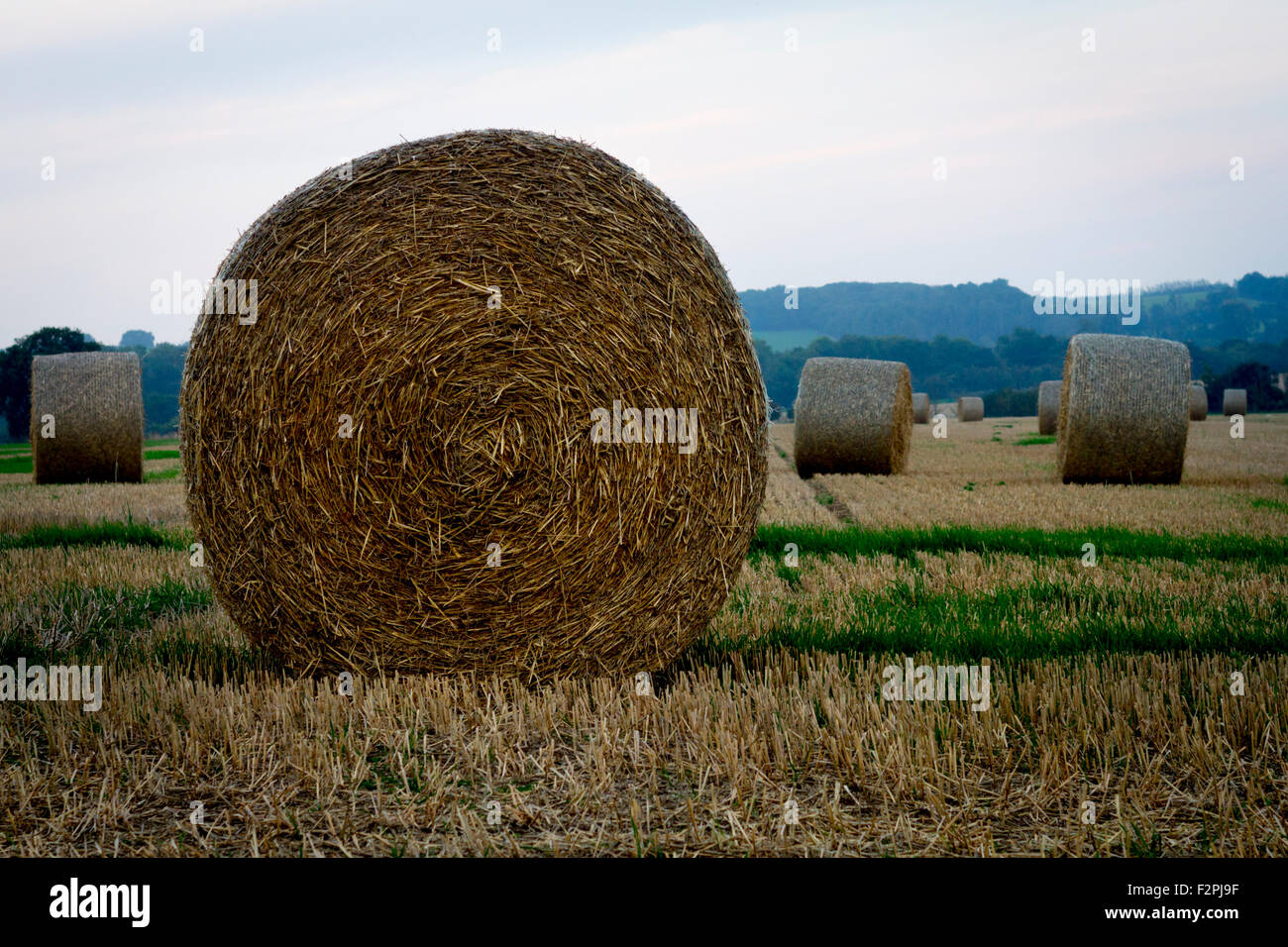 hay bales in field Stock Photo - Alamy