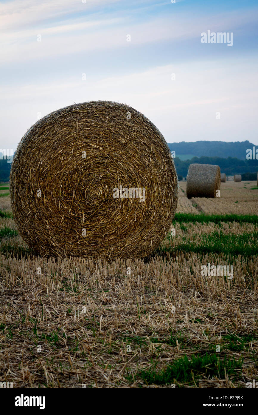 hay bales in field Stock Photo - Alamy
