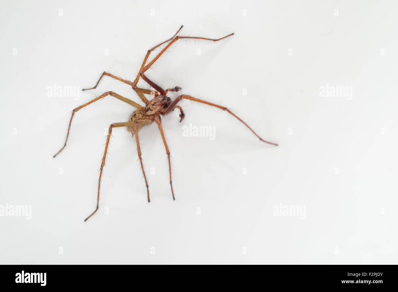 Spider in sink hi-res stock photography and images - Alamy