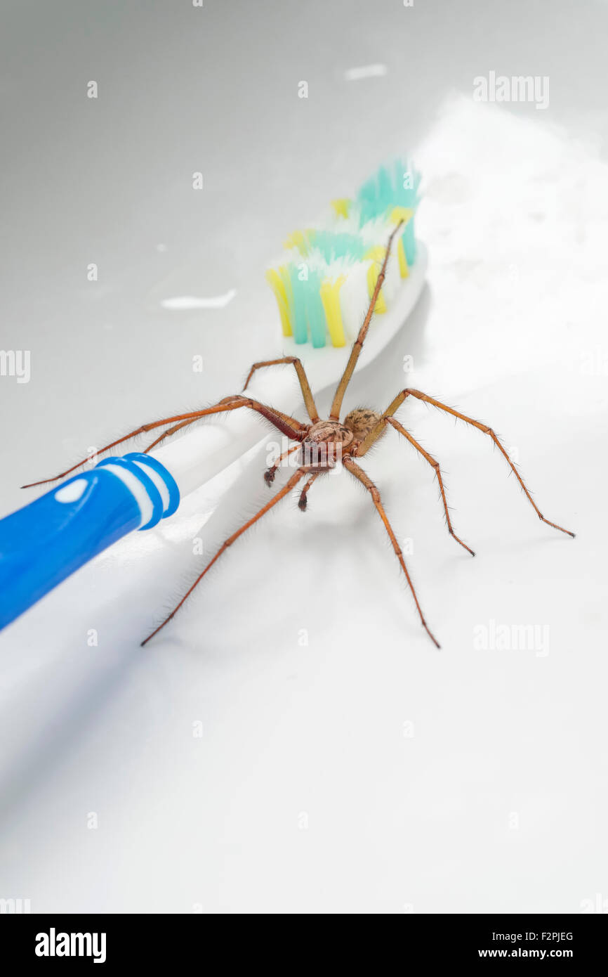 House Spider Tegenaria gigantea on Toothbrush Stock Photo - Alamy