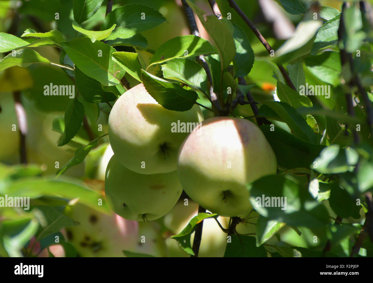 Apples hanging from tree Stock Photo - Alamy